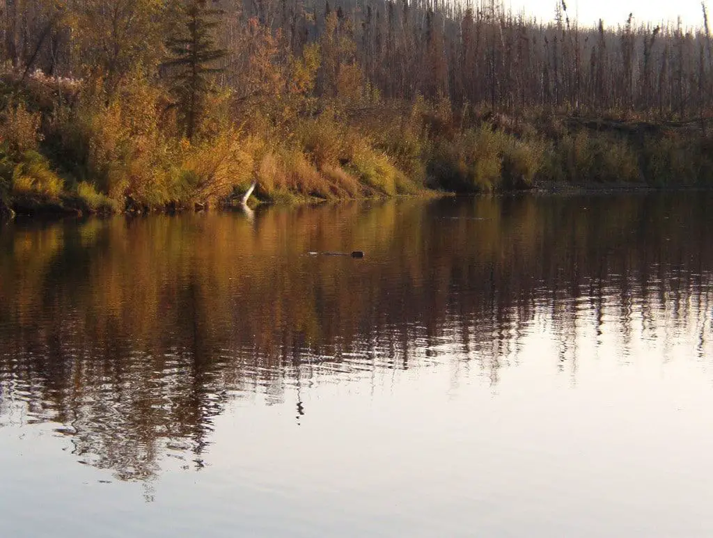 My Alaska Living Experience: 10 Great Things About Living In Alaska ...