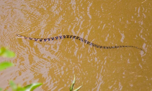 Copperheads Vs. Look-Alikes: How To Tell Them Apart – OutdoorMeta