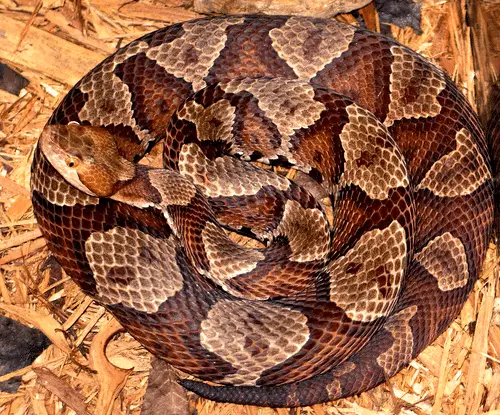 Copperheads Vs. Look-Alikes: How To Tell Them Apart – OutdoorMeta