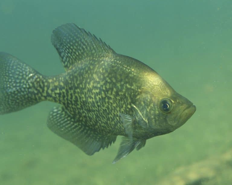 Complete Panfish Guide: What Is a Panfish? – OutdoorMeta