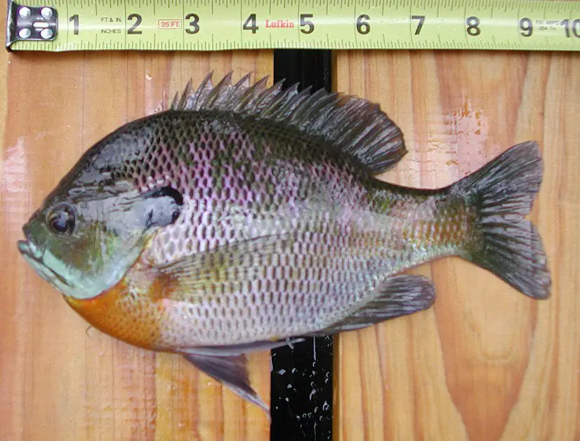 Complete Panfish Guide: What Is a Panfish? – OutdoorMeta